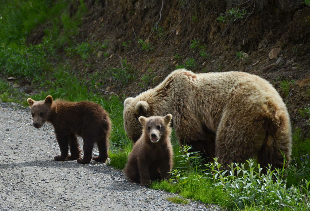 Denali Park Resorts - Aramark Parks and Destinations - Hospitality in ...