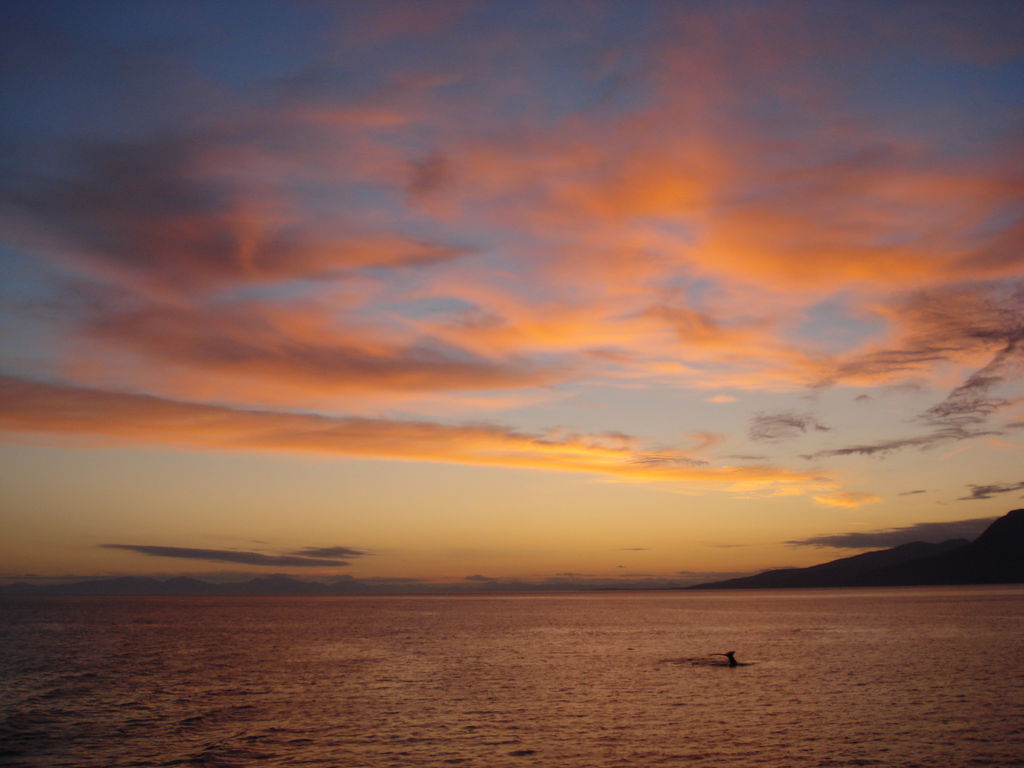 UnCruise Adventures - Your employment adventure starts here ...